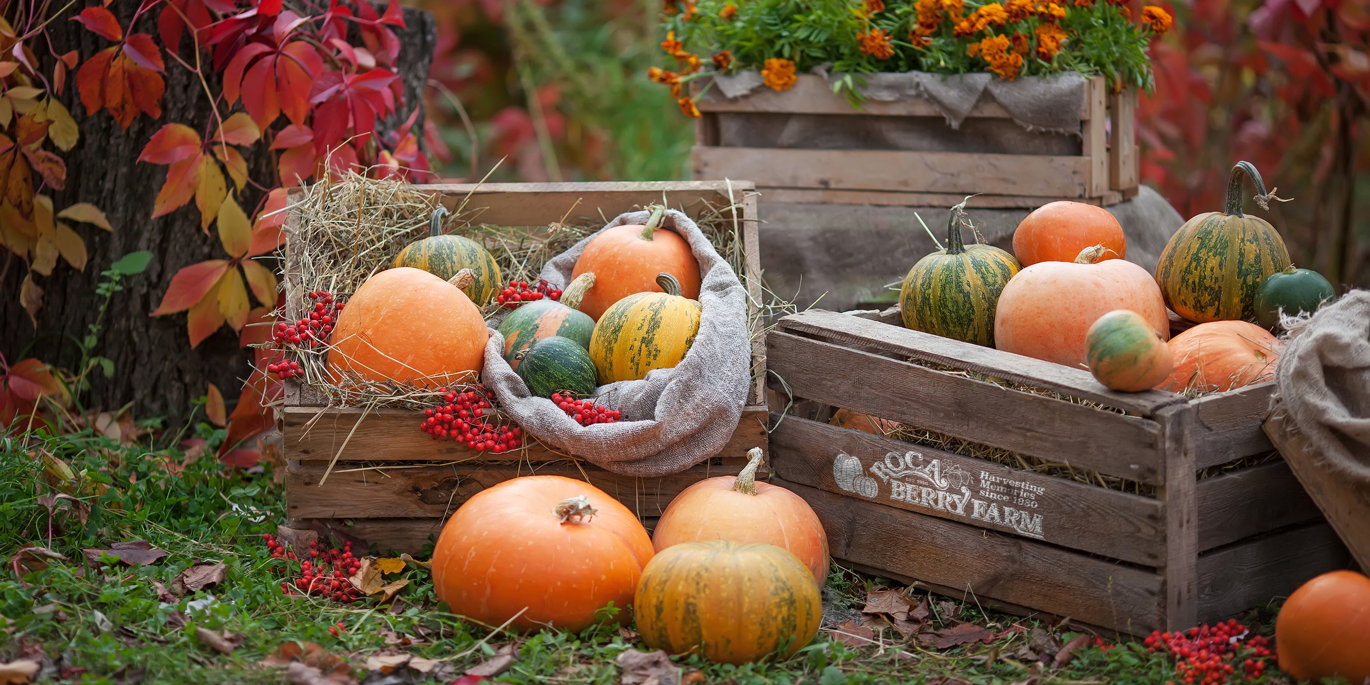 Roca Berry Farm | Fall Festival & Family Farm in Roca, Nebraska